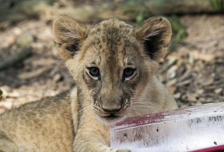Cute and clumsy, Zoosiana's lion cubs will only be safe for cuddles for ...