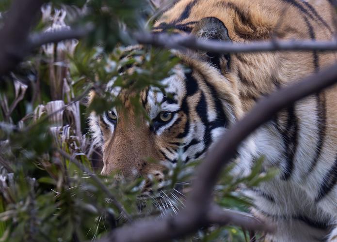 What it takes to care for LSU’s live tiger mascot Mike VII | Education ...
