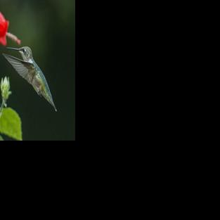 no.hummingbird.adv.1 | | theadvocate.com