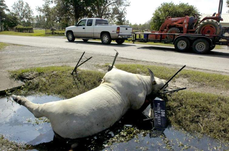 A decade after Rita, the coastal fishing town of Delcambre reimagines ...