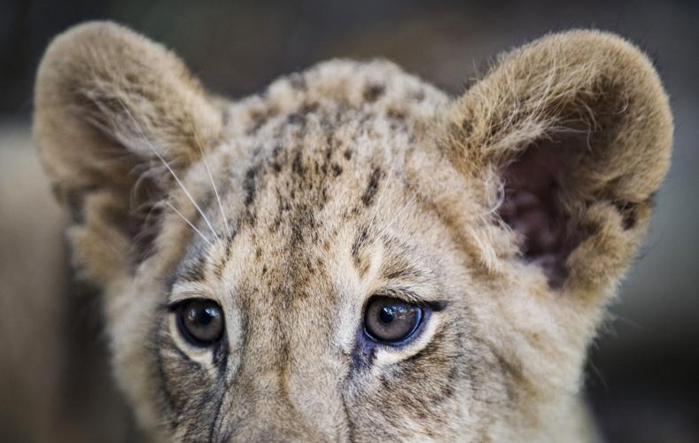 Cute and clumsy, Zoosiana's lion cubs will only be safe for cuddles for ...
