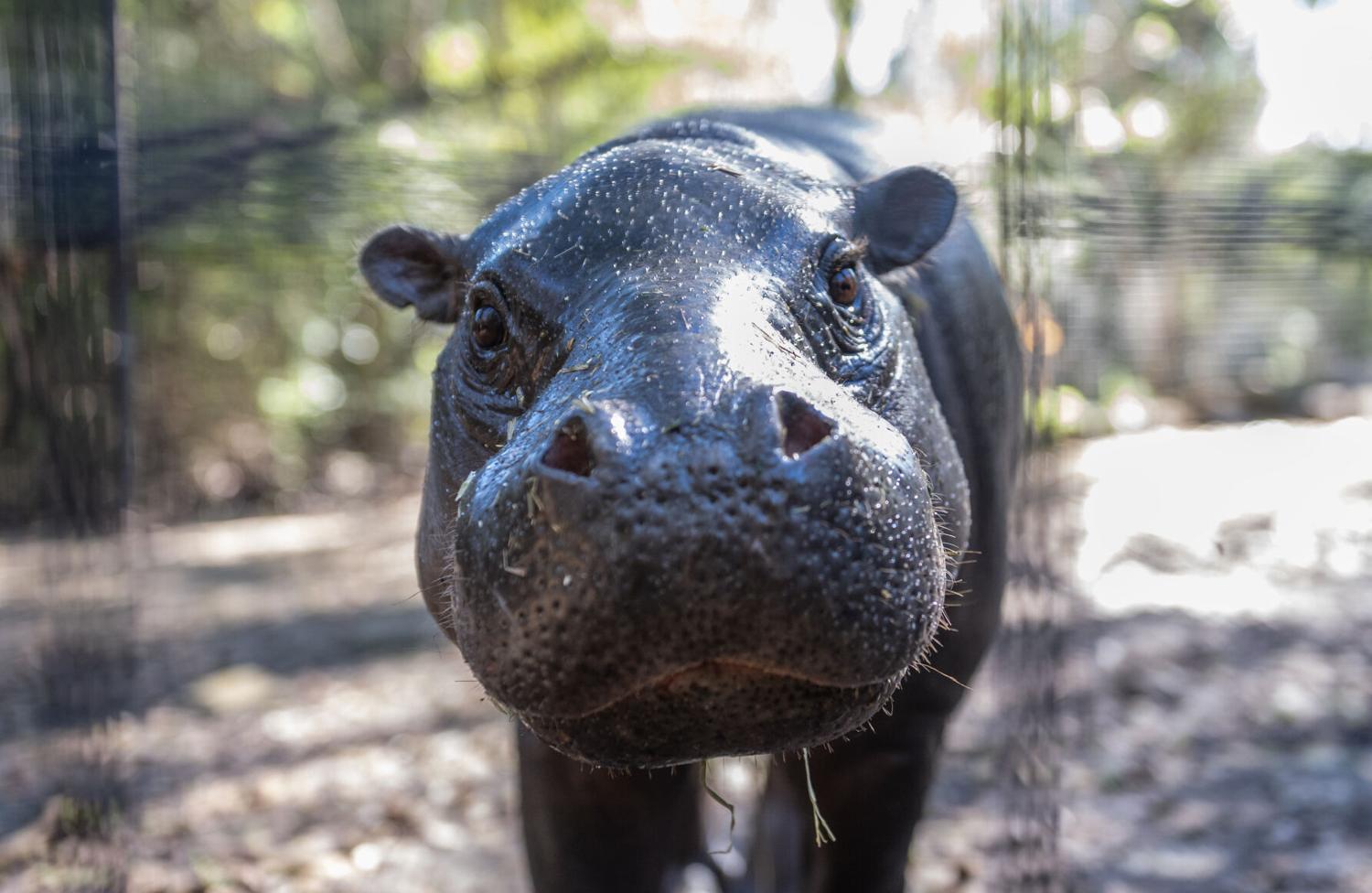 Zoosiana to turn 33 next year. Here's the latest additions to the zoo ...