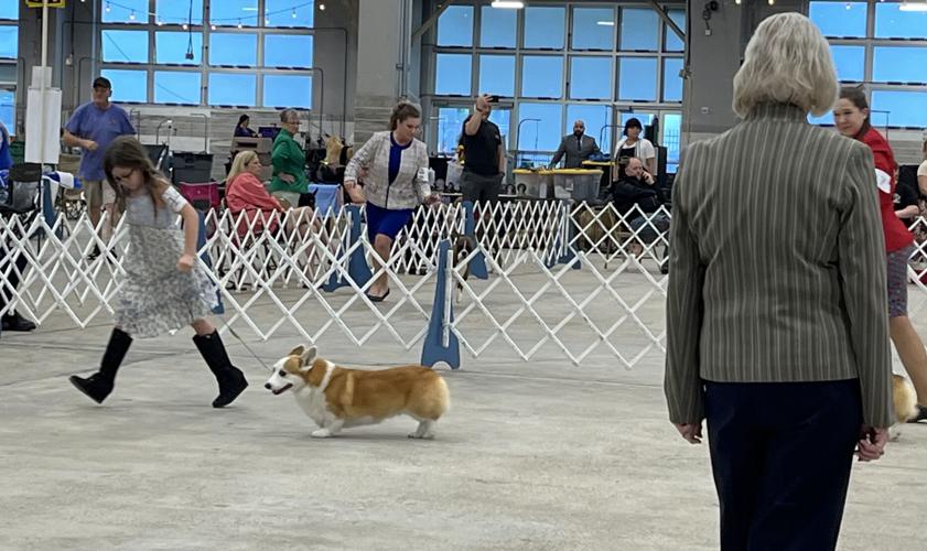 From shepherds to corgis, Jambalaya Cluster Dog Show takes over Lamar ...