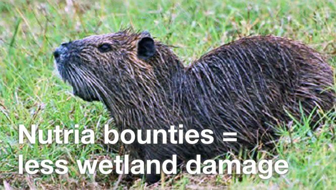 $5 nutria bounty = less wetland damage | Louisiana Outdoors ...