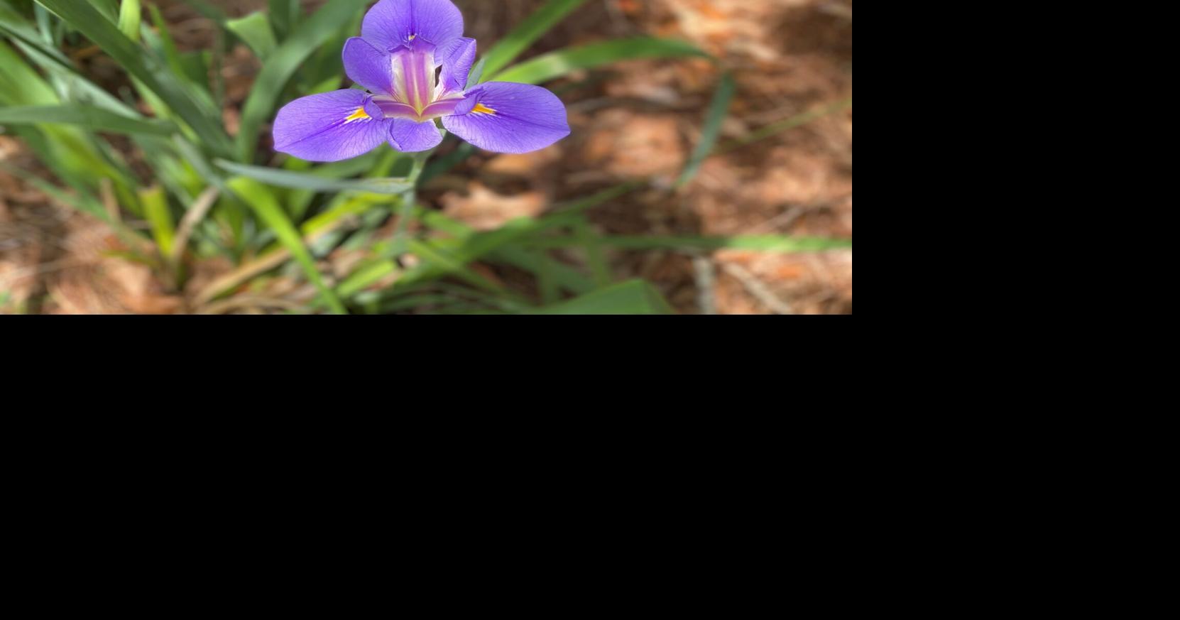 Shore up your shoreline with native, water-adapted plants, shurbs and ...