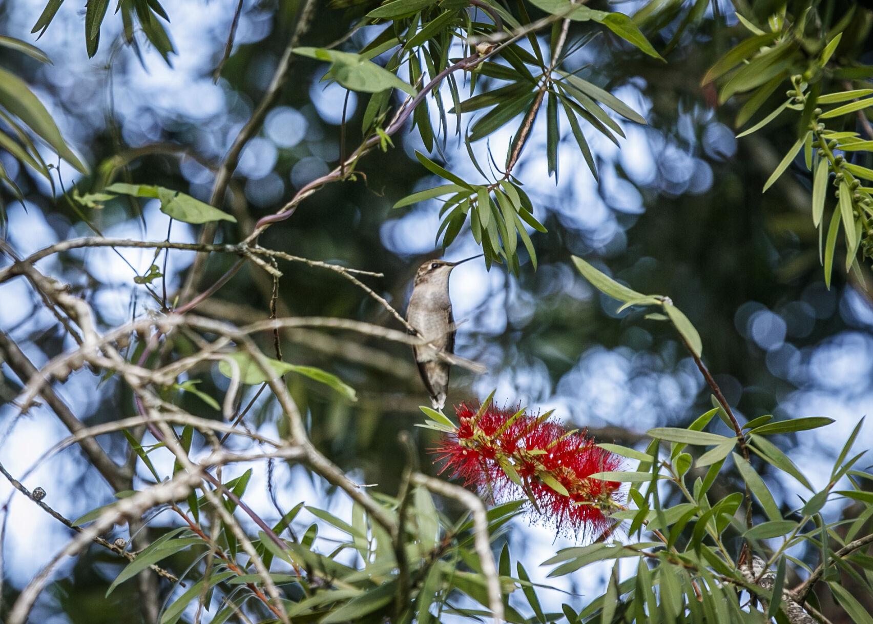 no.hummingbird.adv.3 | | theadvocate.com