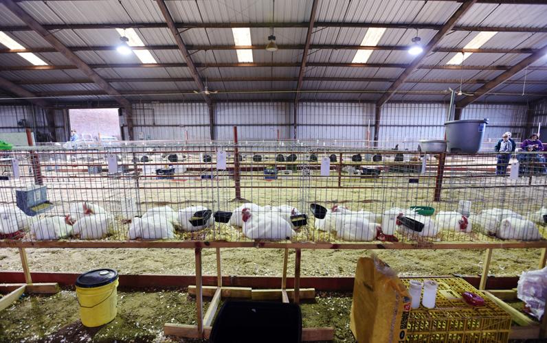 Photos: Lafayette Parish Livestock Show and Sale | Photos | theadvocate.com