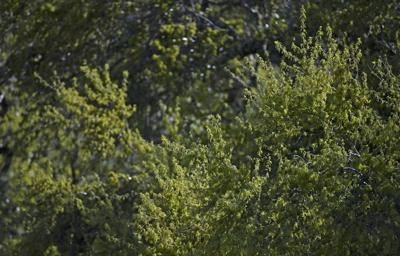 Pollen, pollen everywhere: 10 tips to help survive allergy season in ...