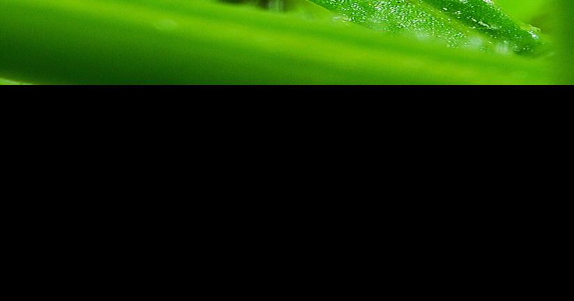 Invasive ladybugs seek shelter from cold inside some Baton Rouge ...