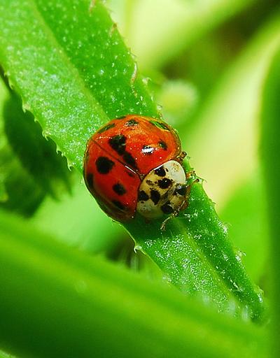 Invasive ladybugs seek shelter from cold inside some Baton Rouge ...