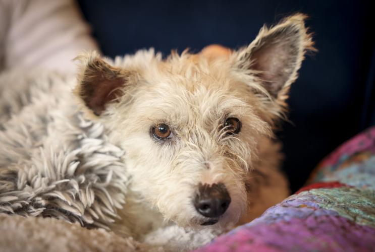 Scrim, New Orleans famous fugitive dog, captured ... again ...