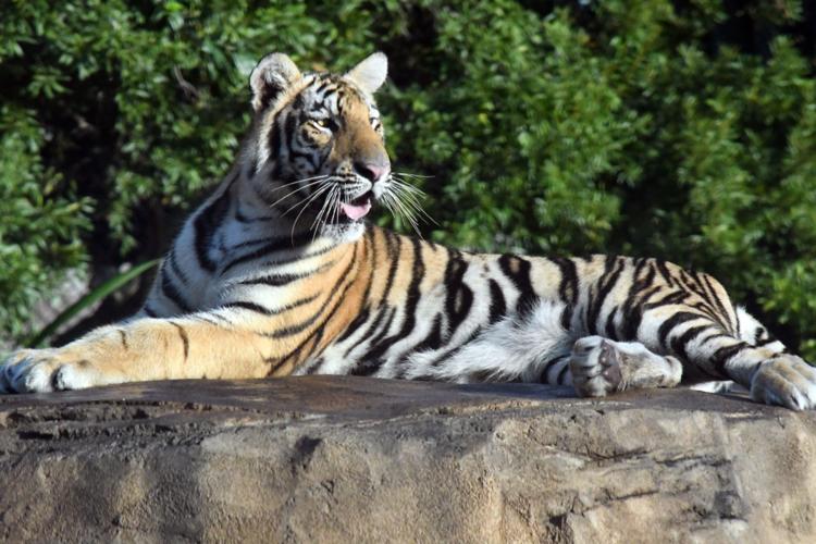 Photos: First look at LSU's newest live tiger mascot, Mike VII! | LSU ...