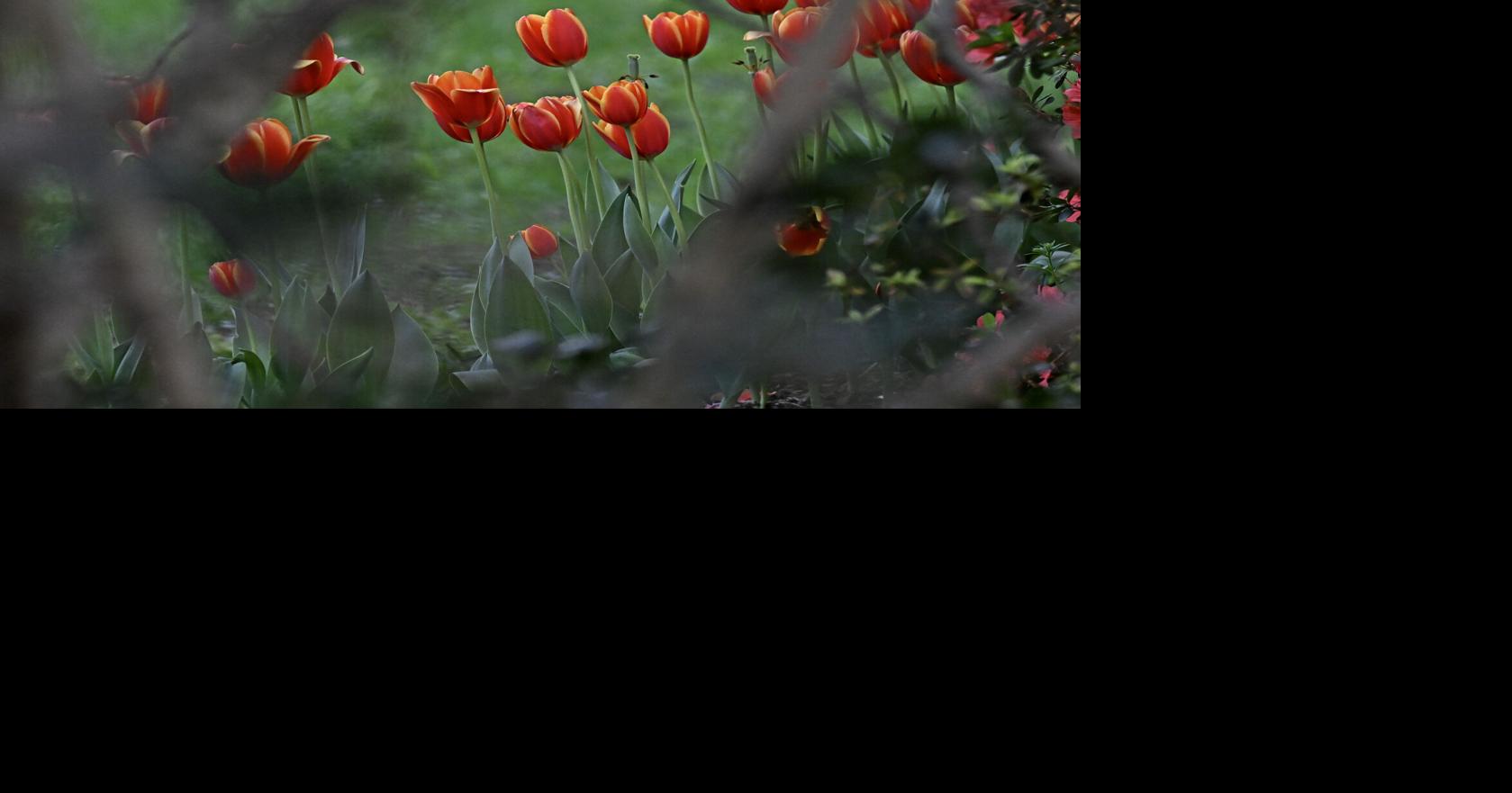 Photos: Tulips bloom at the LSU AgCenter Botanical Gardens | Photos ...