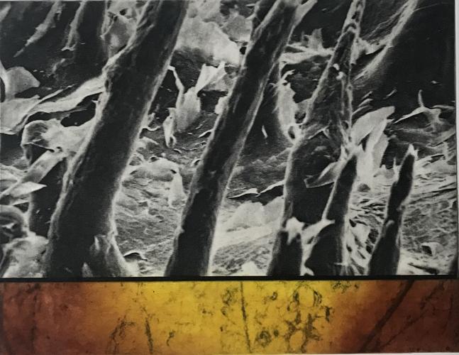 Leslie Koptcho creates nature-inspired prints and praises LSU's ...