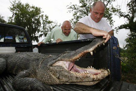 13 fascinating alligator facts | Louisiana Outdoors | theadvocate.com