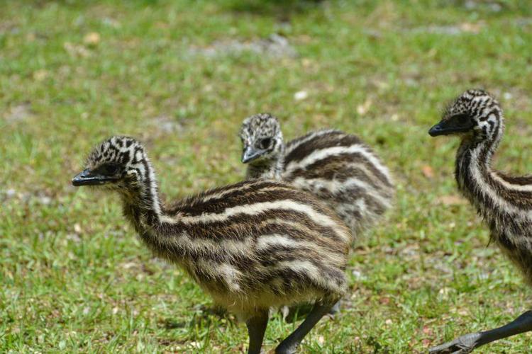 Photos, video: Baton Rouge Zoo welcomes three new baby emus and, boy ...