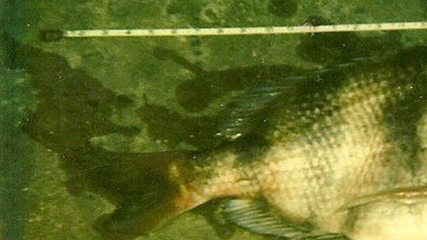 sheepshead record size