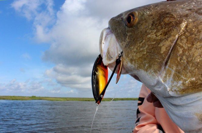 10 fascinating redfish facts | Louisiana Outdoors | theadvocate.com