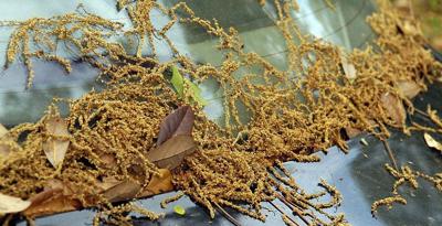 Tips for controlling asthma | Entertainment/Life | theadvocate.com