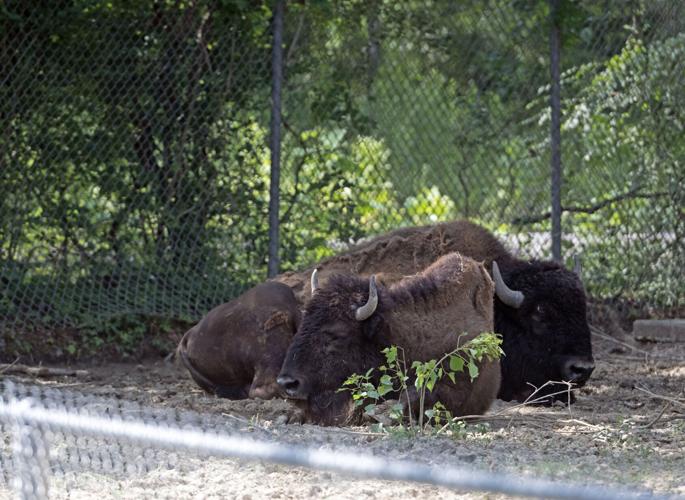 Baton Rouge Zoo renovated, set to reopen with upgrades | News ...