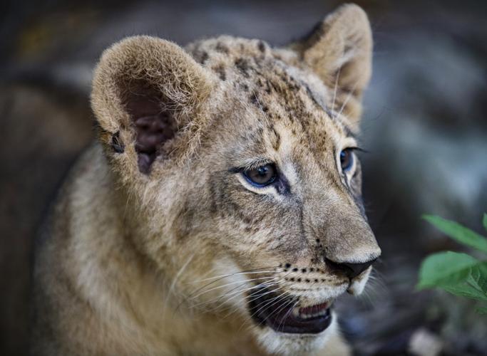 Cute and clumsy, Zoosiana's lion cubs will only be safe for cuddles for ...