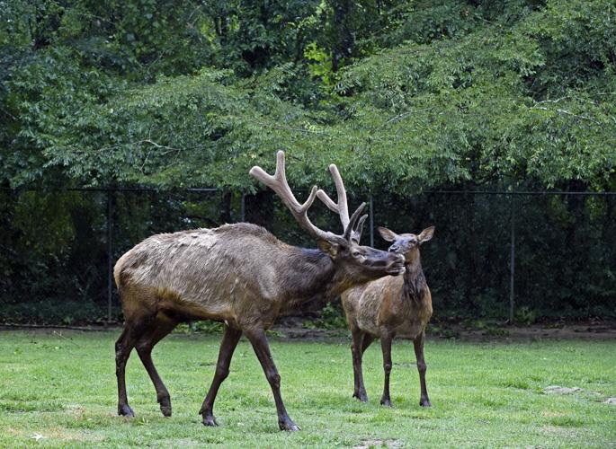 Baton Rouge Zoo begins multi-million-dollar revamp to regain ...