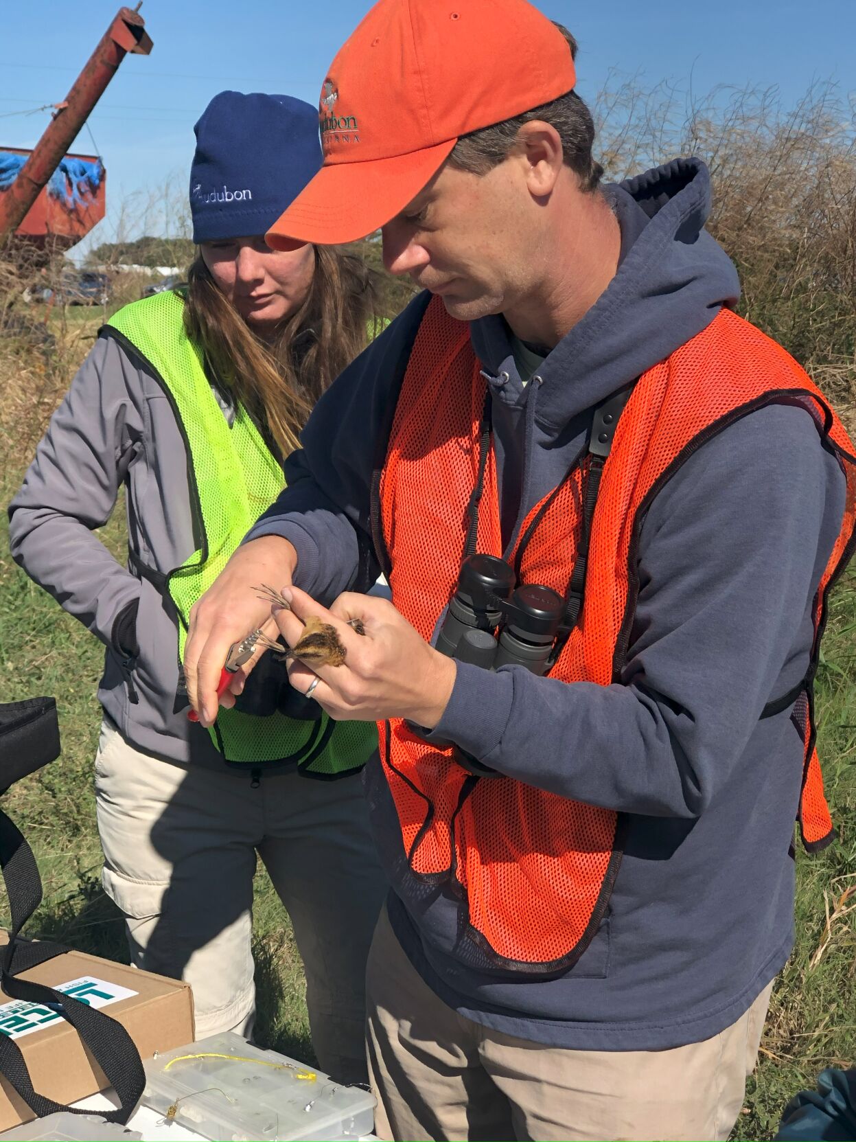 Hunt for marsh bird at Yellow Rails and Rice Festival | Festivals ...