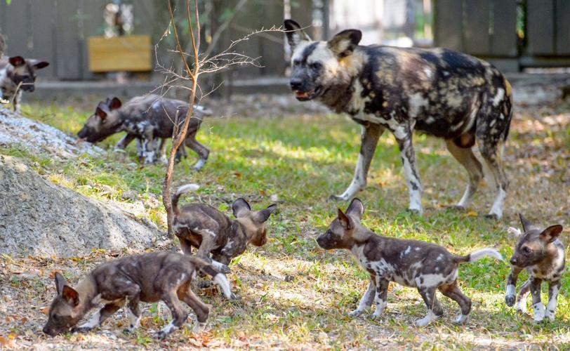 Photos: Get to know African painted dogs | Photos | theadvocate.com