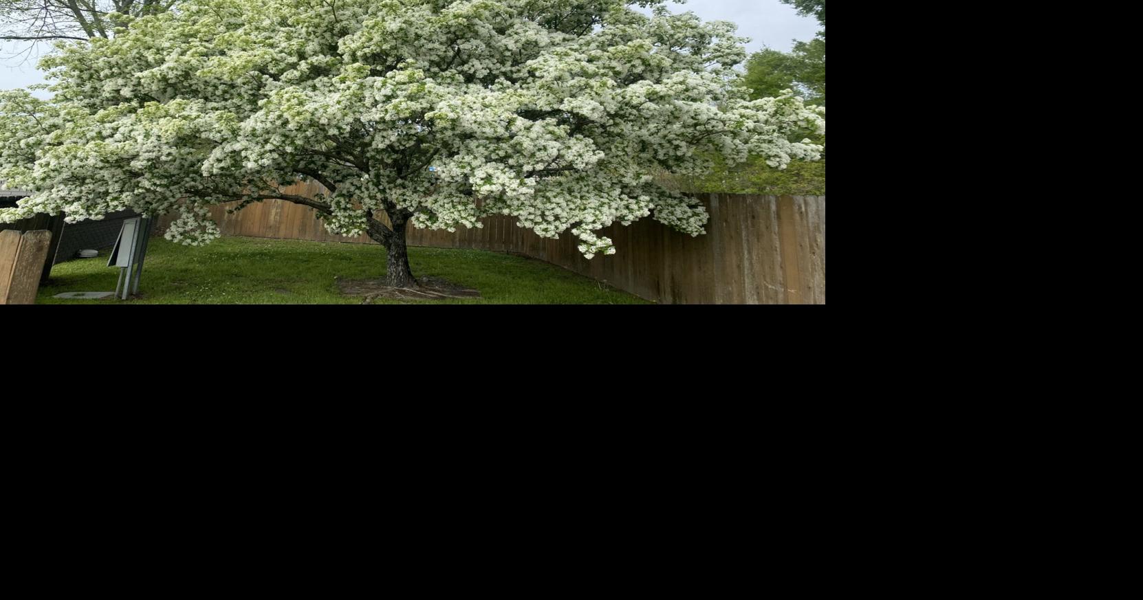 Fringe trees are early spring stunners | Home/Garden | theadvocate.com