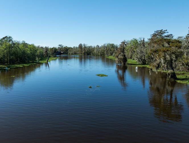Dying Louisiana swamp to be revived with unique project | Environment | theadvocate.com