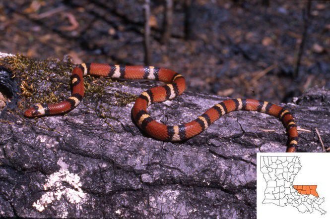 Snakes of Louisiana: 46 of the state's slithery species | Louisiana ...