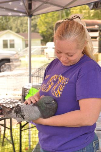 From plates to pets: Designer chickens transcend previous roles ...