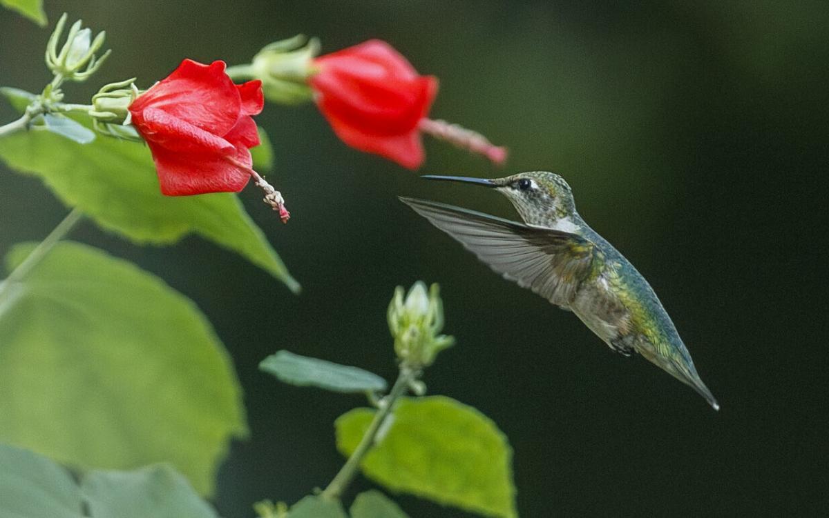 no.hummingbird.adv.1 | | theadvocate.com
