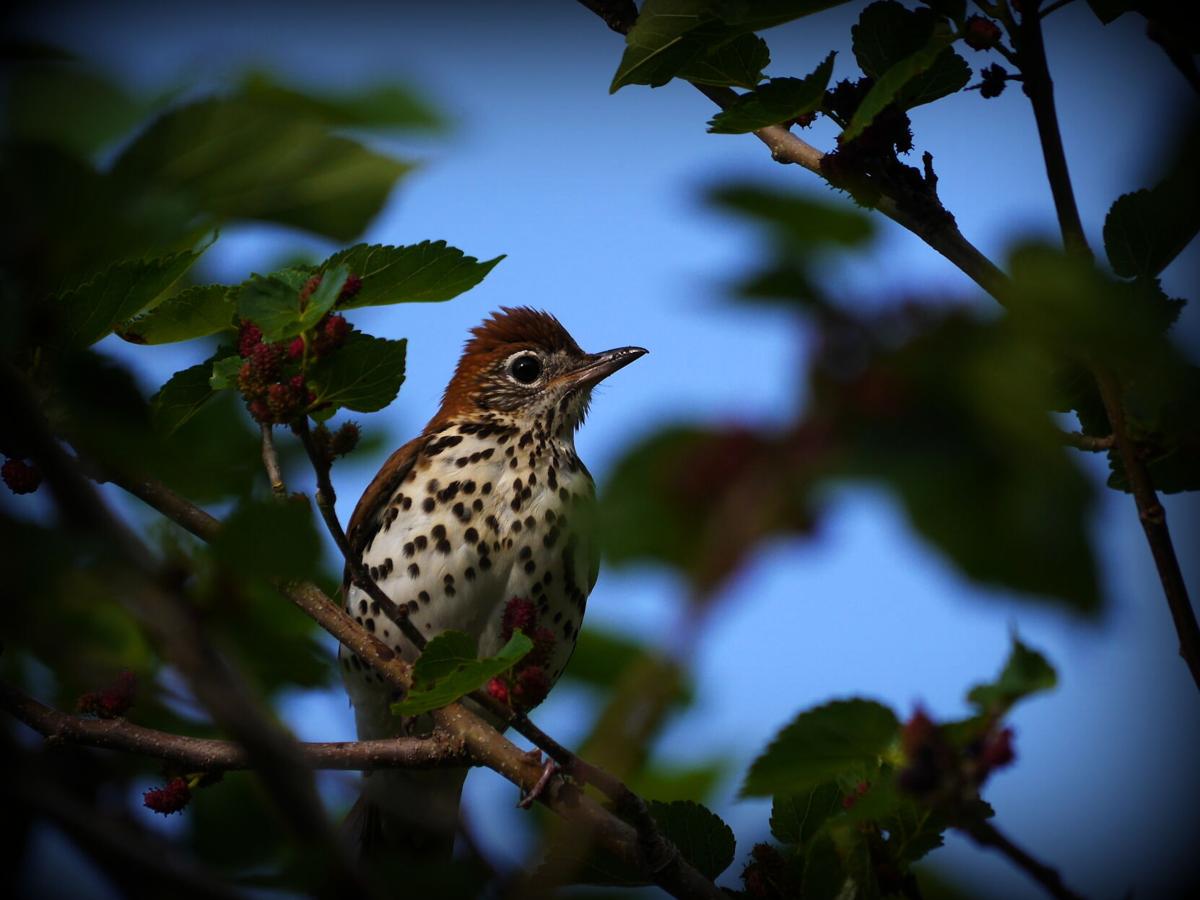 'Lights Out' in Louisiana to save migrating birds | Home/Garden ...