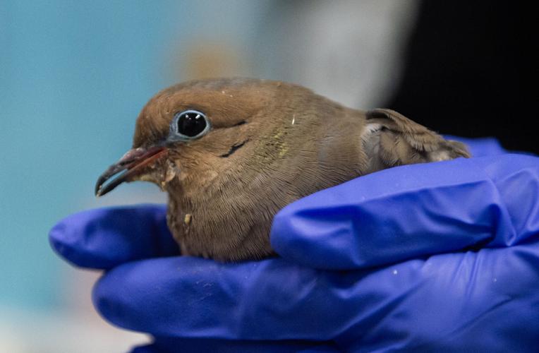 Lafayette woman rescues and rehabilitates thousands of birds ...