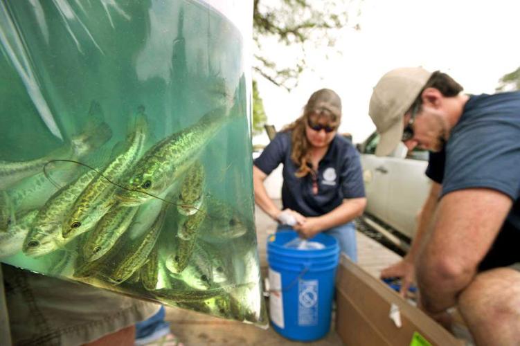 Photos: False River bass fingerlings release | News | theadvocate.com