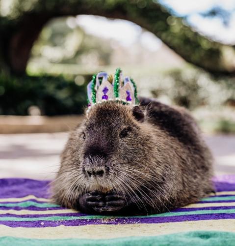 Neuty the nutria to lead Mardi Paws parade | News | theadvocate.com
