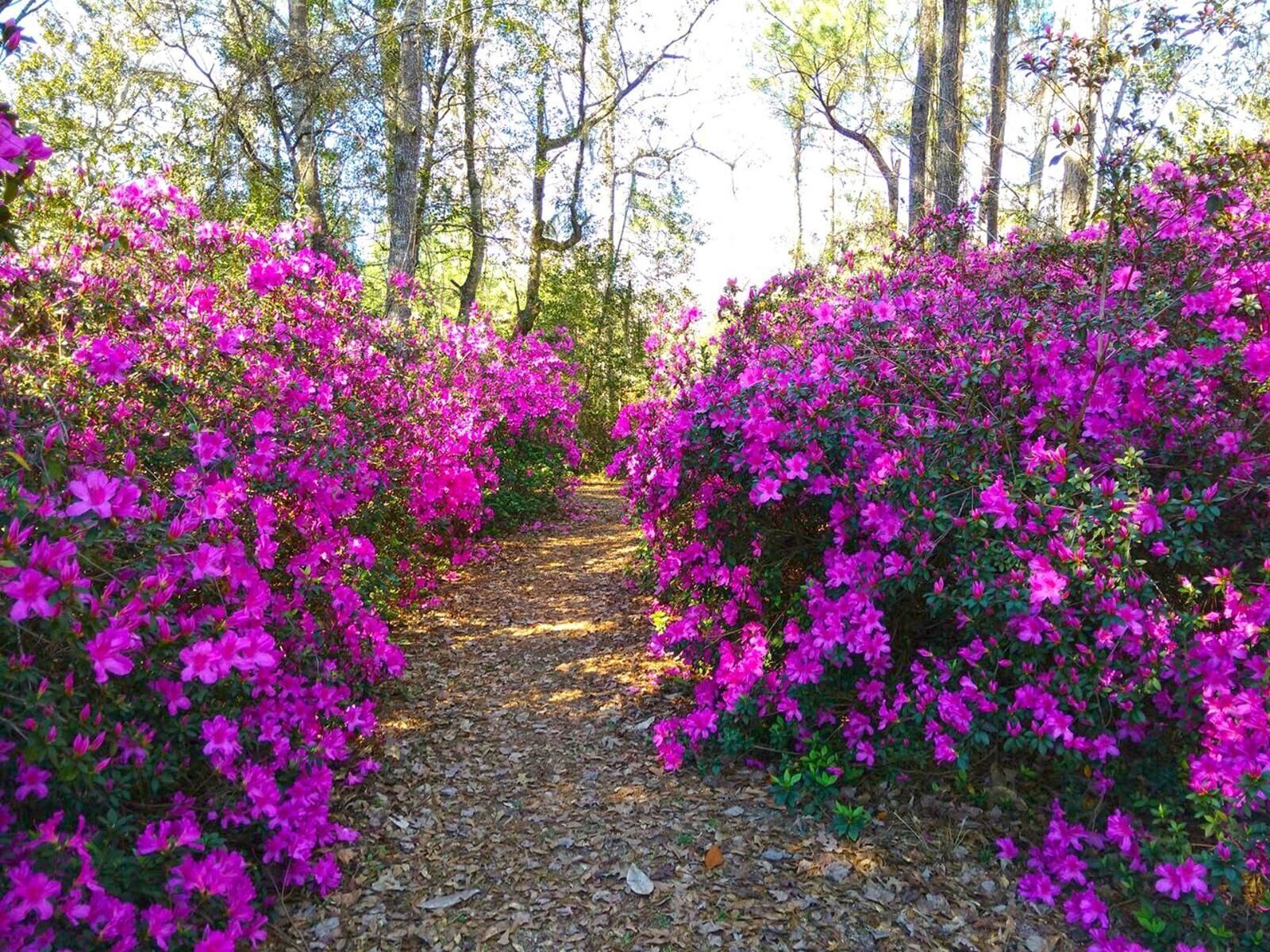 Wait to trim azaleas, how to choose tree: Dan Gill's advice ...