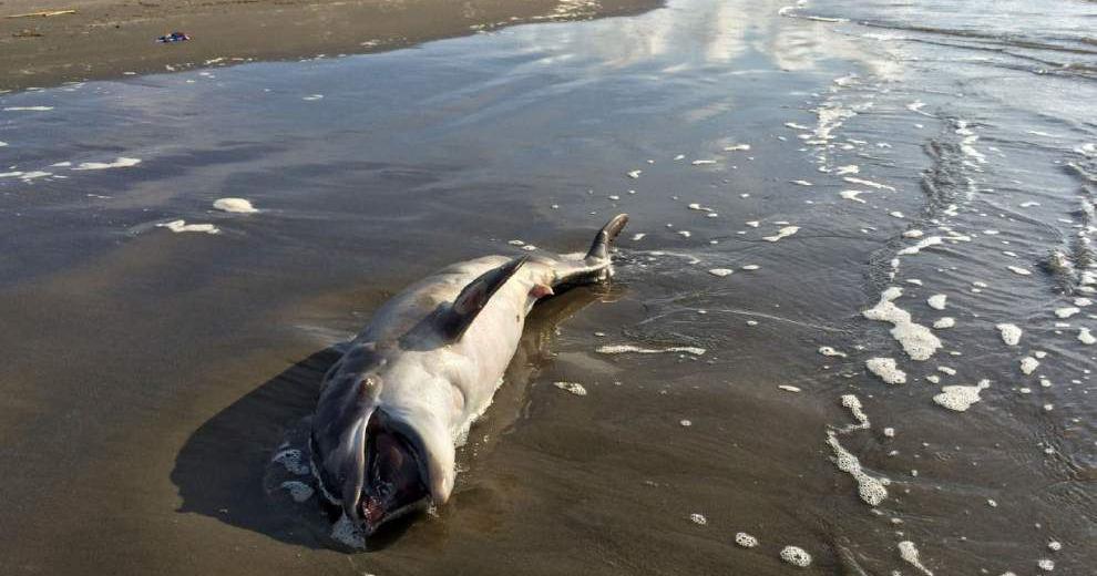 There's a disturbing spike in dolphin deaths on Gulf Coast; scientists ...