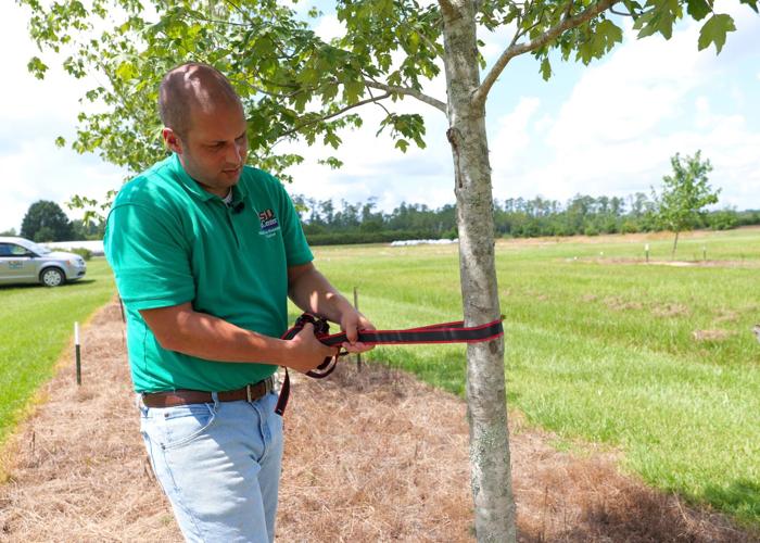 Here’s the right way to stake a new tree for support | Home/Garden ...