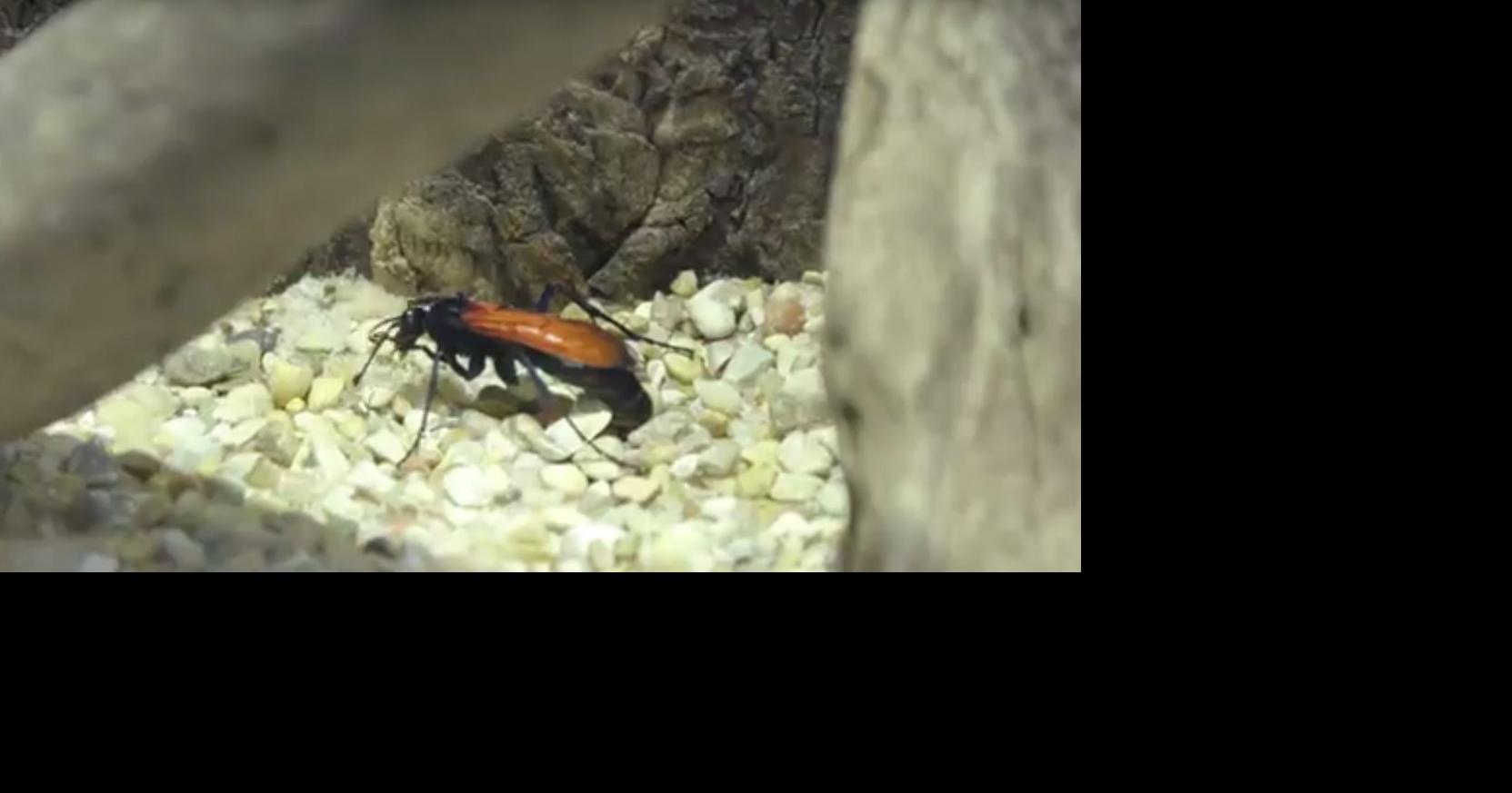 Big, 'beautiful' tarantula hawk has sting that hurts like fire, can be ...