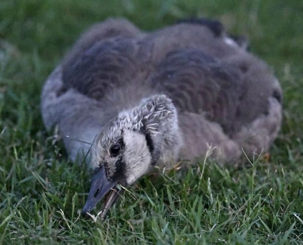 Canada geese are beautiful but a little messy | News | theadvocate.com