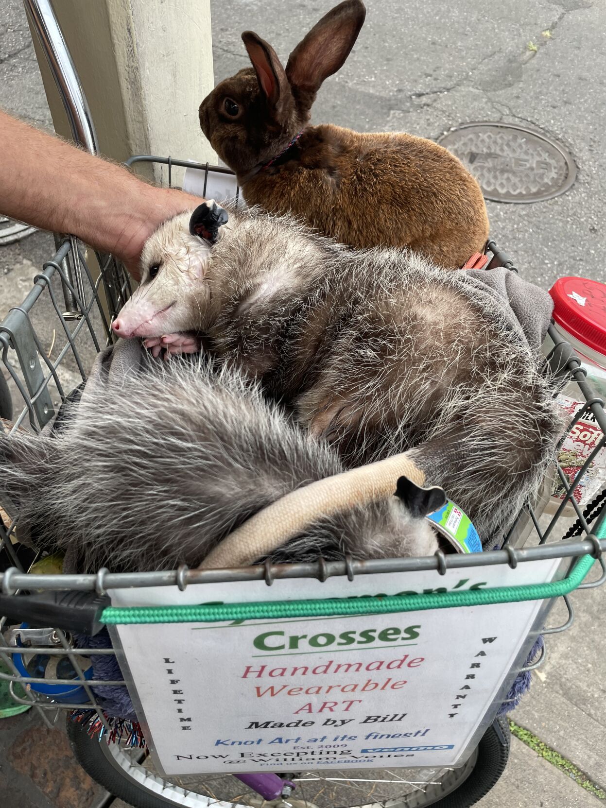 Saffron the possum is on his way home, owner says | Crime/Police ...