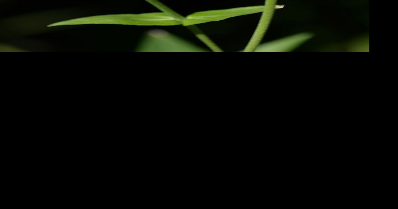 Spring plant sale set April 6 at LSU Hilltop Arboretum | Home/Garden ...