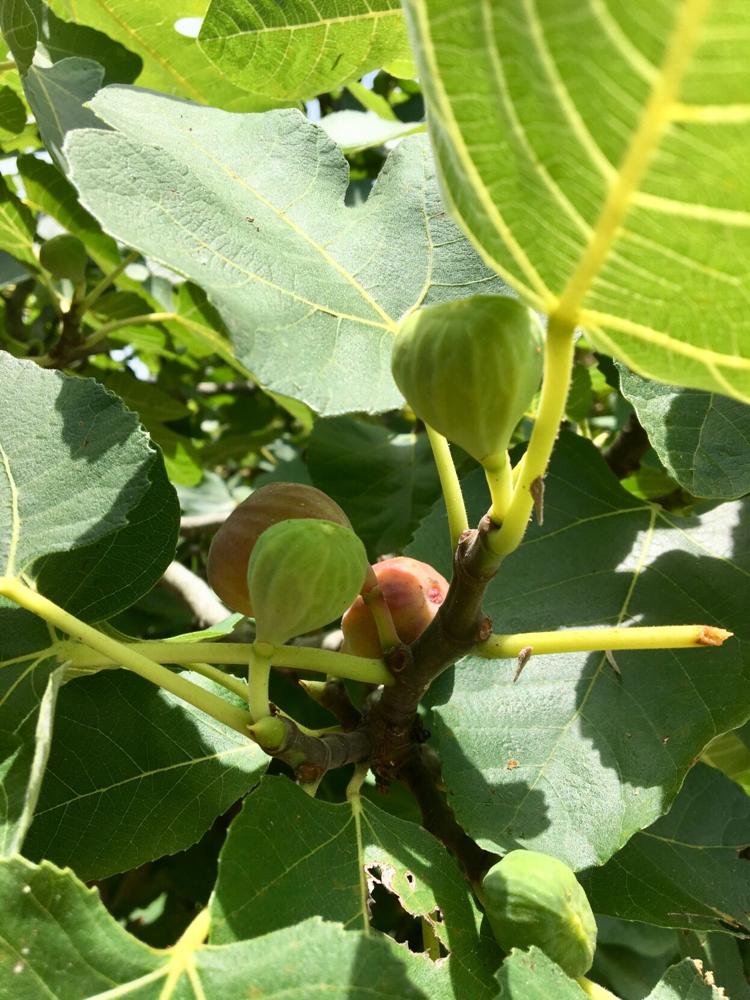 Fig history, care and best varieties | Home/Garden | theadvocate.com