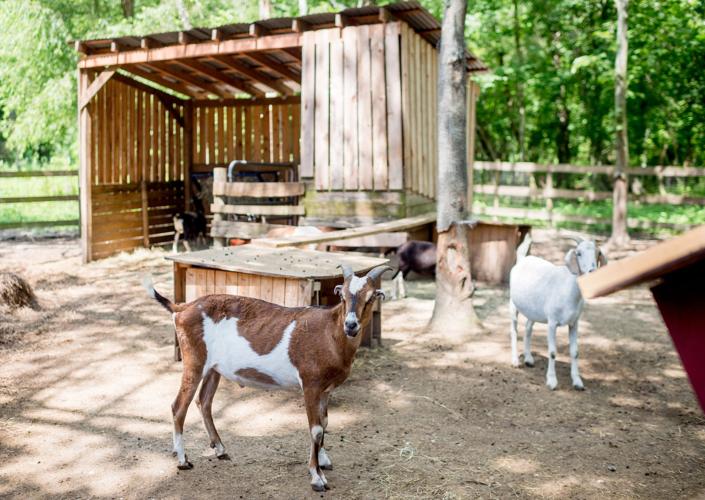 We'll take that to GROW: Algiers farm shows visitors where food comes ...