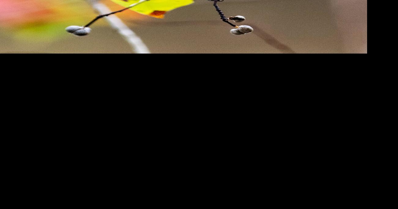 ACA.birds.120924.001.JPG | | theadvocate.com