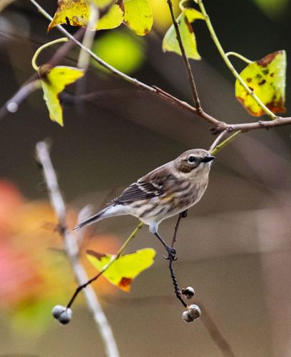 ACA.birds.120924.001.JPG | | theadvocate.com