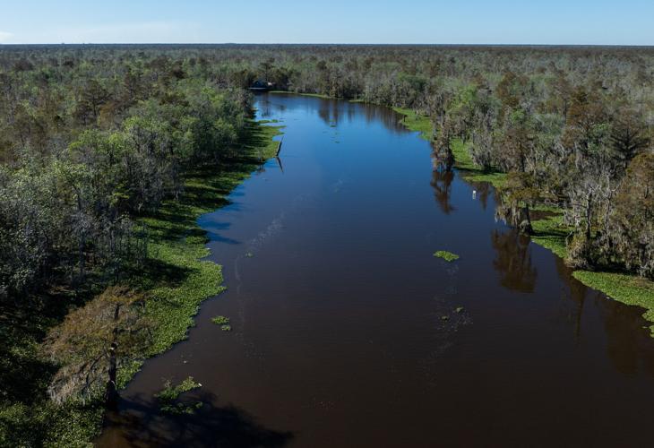 Dying Louisiana swamp to be revived with unique project | Environment | theadvocate.com