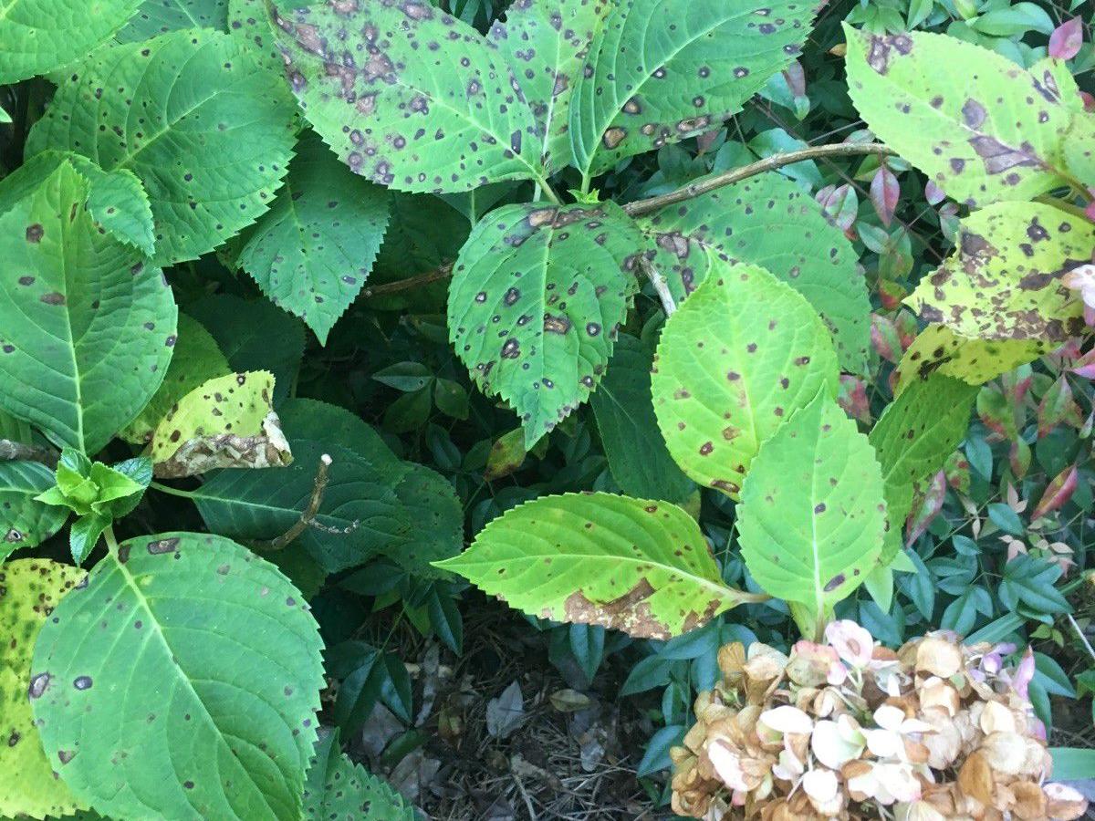hydrangea leaf blight